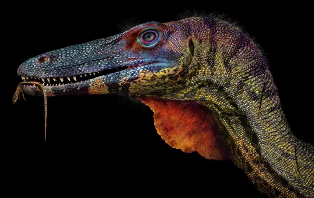 Coelophysis | Foundation