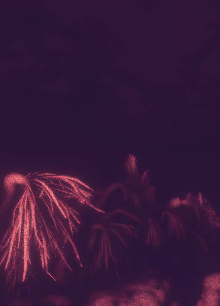 How Forests Think | Foundation