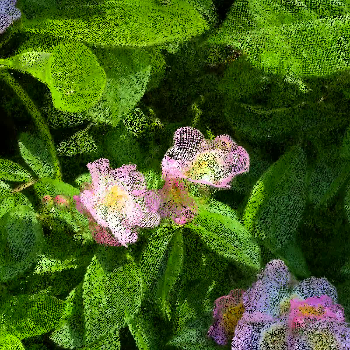 Climbing Rose [NFT version] | Foundation