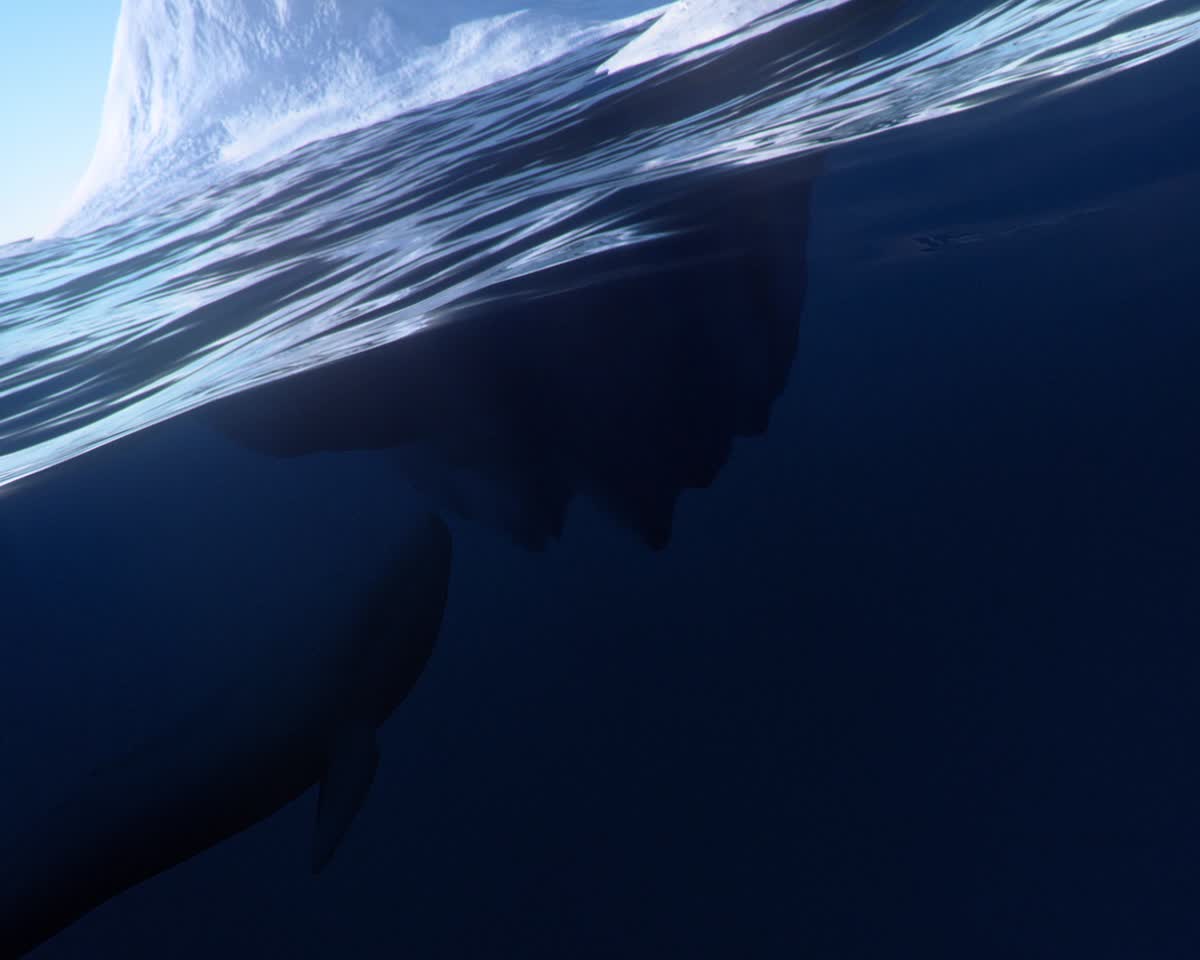 Homo Aquaticus | Foundation