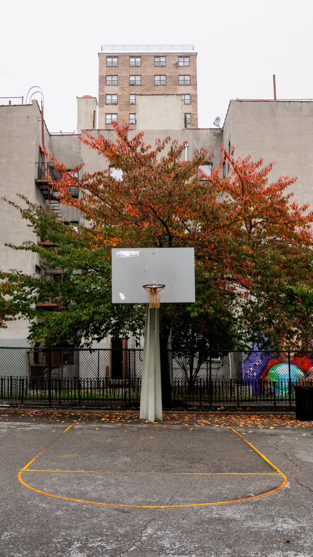 Cherry Blossom Court Fall | Foundation