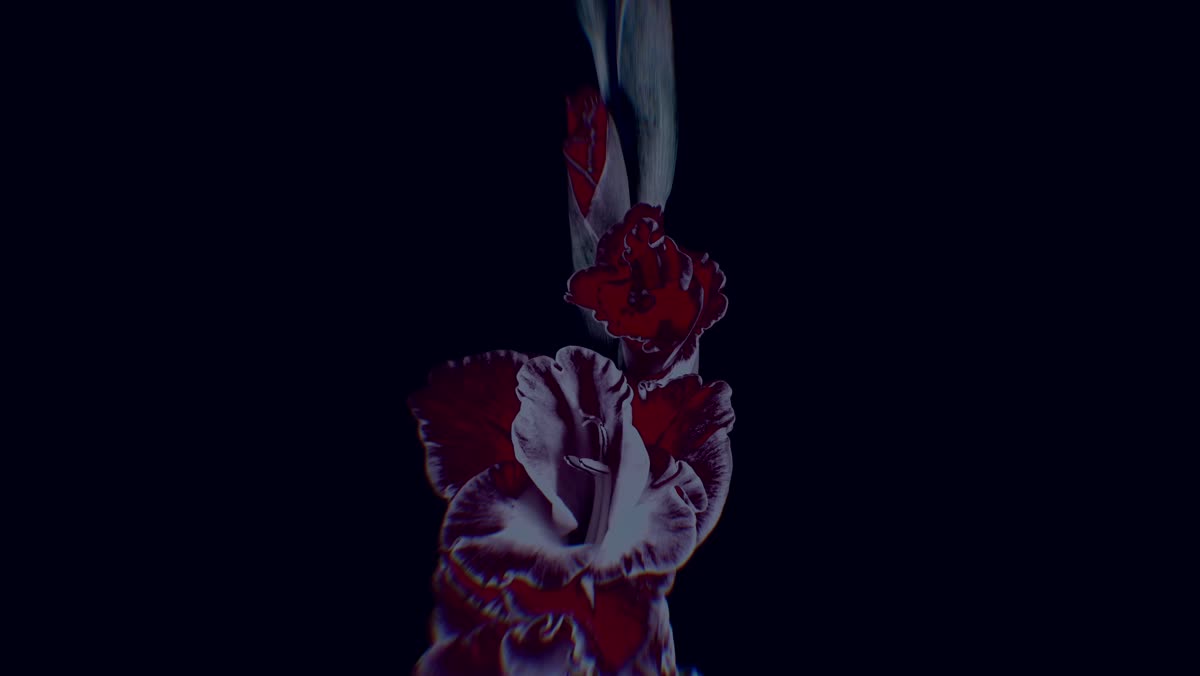 Transcendence | Foundation